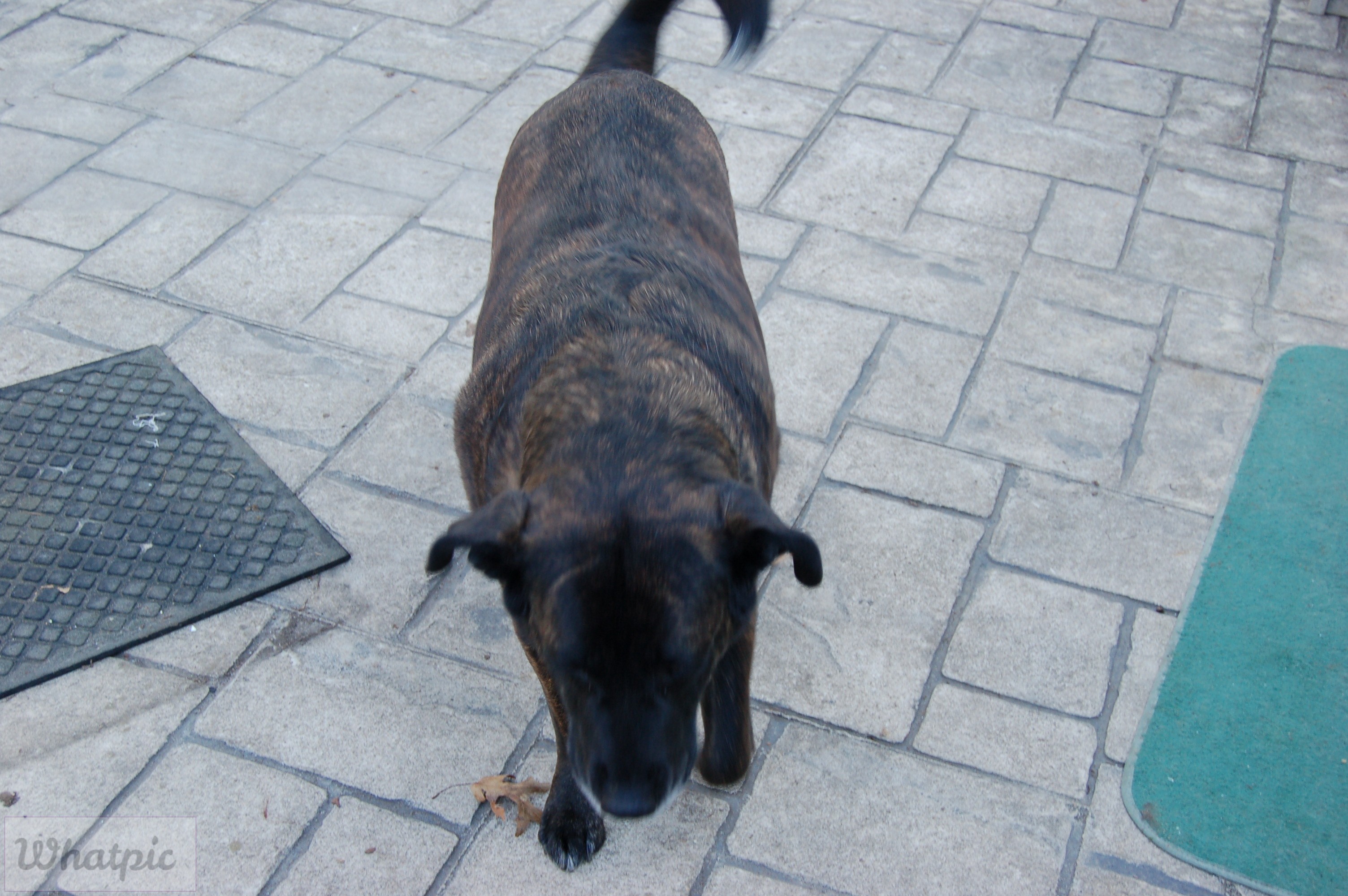 dsc 0181 27732838363 o - Whatpic.com